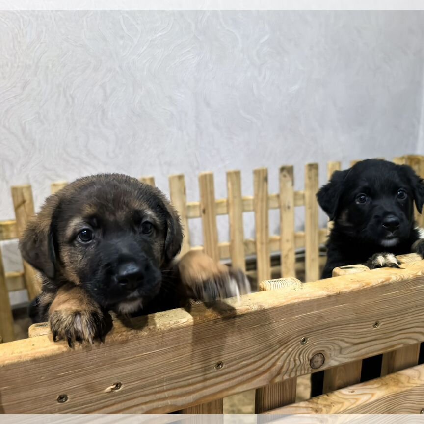 Щенок в добрые руки