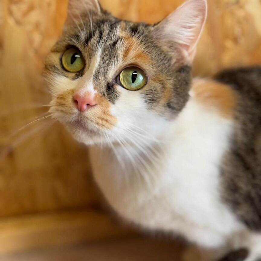 Кошка в добрые руки