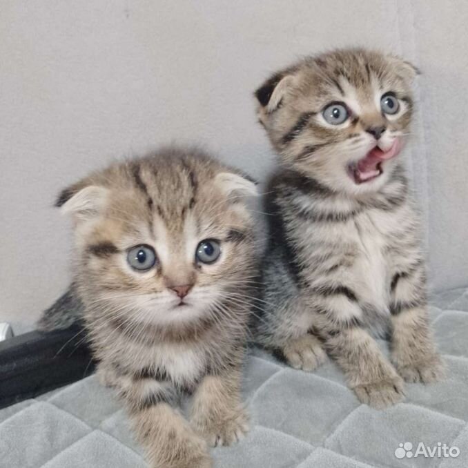 Шотландская вислоухая котенки