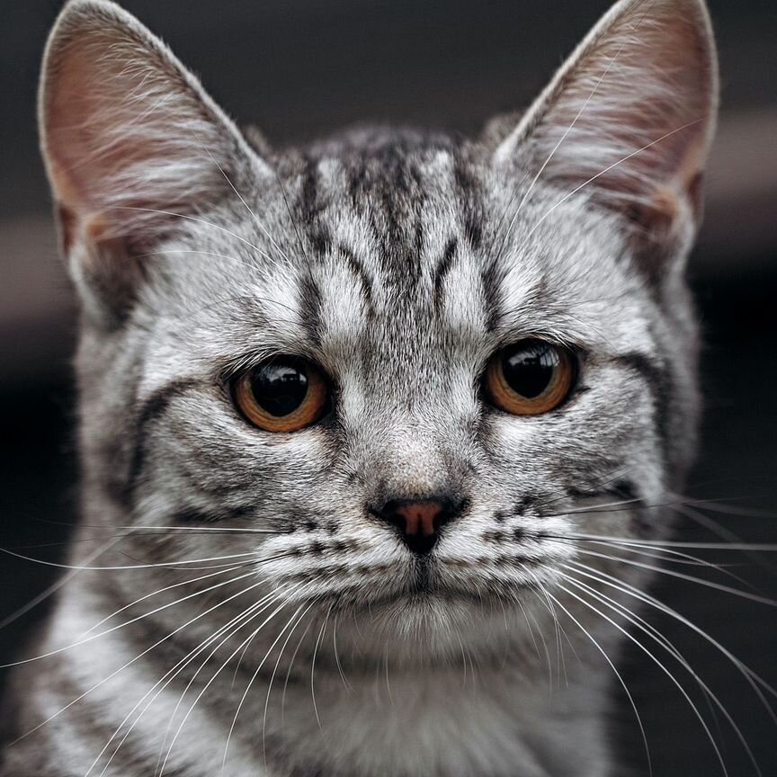 Котенок Грея в добрые руки