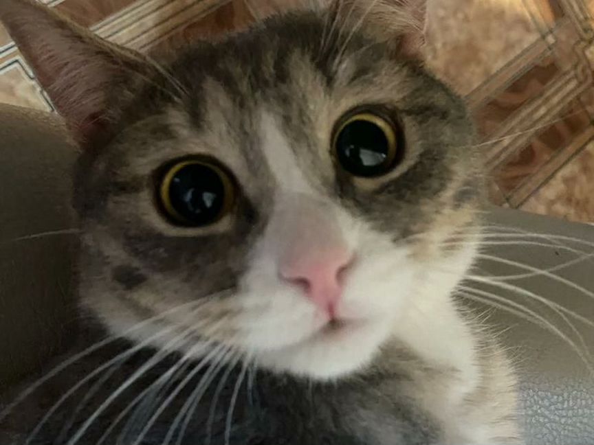 Кошка Сарочка молодая