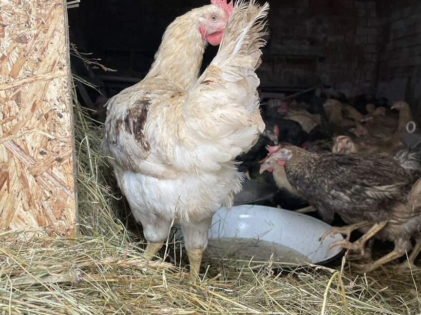 Куры несушки