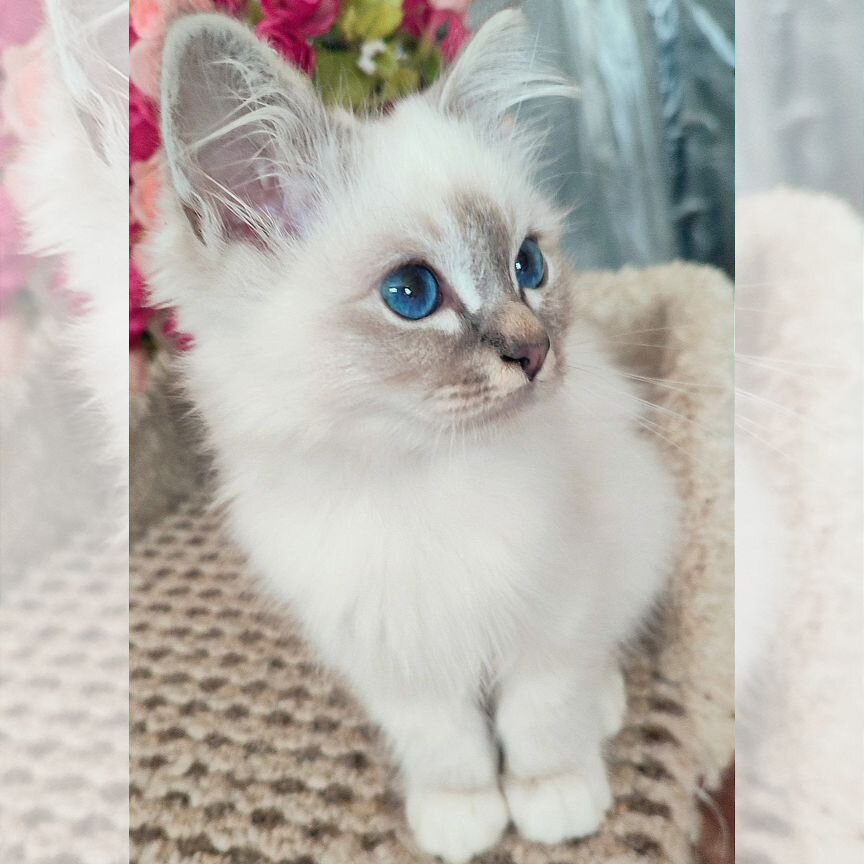 Котята Священная Бирма