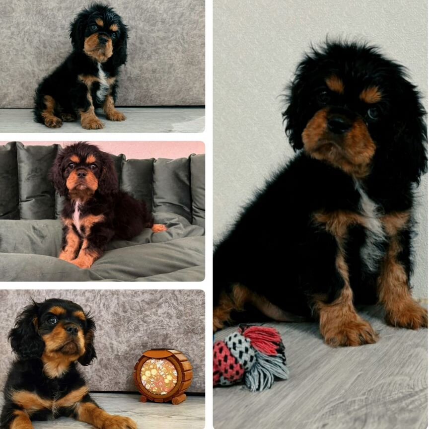 Кавалер кинг-чарльз-спаниель, щенок