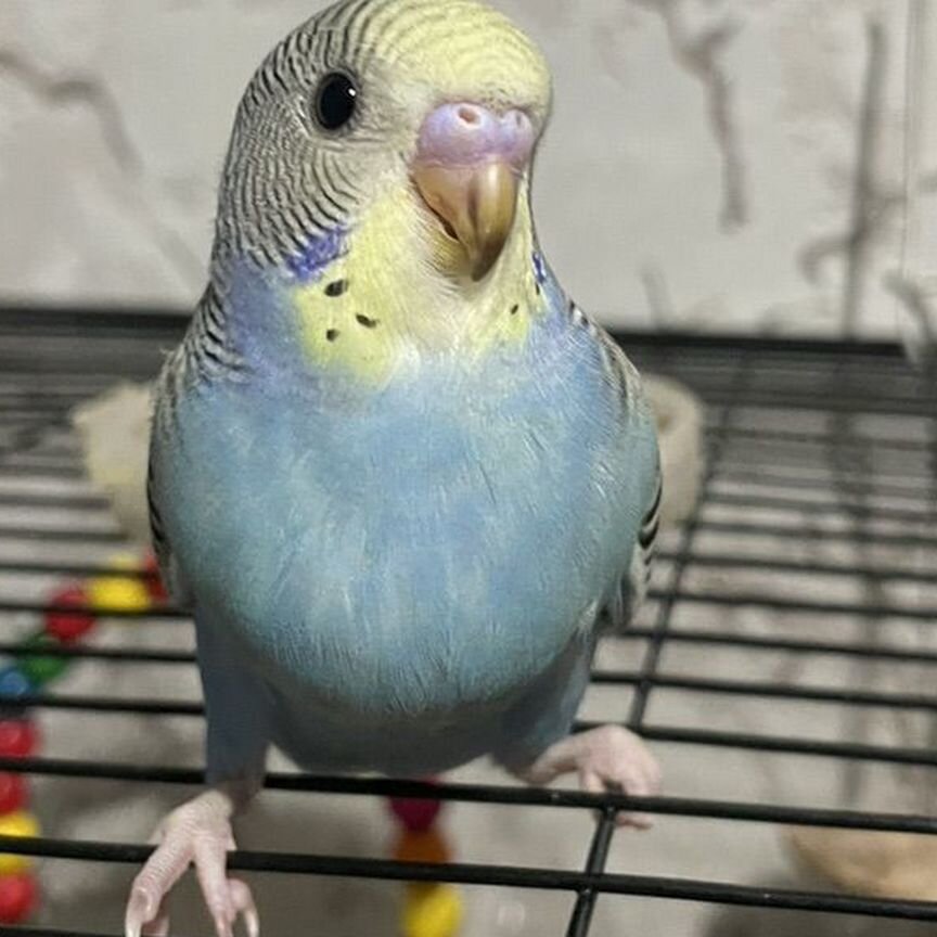 Волнистый попугай ручной