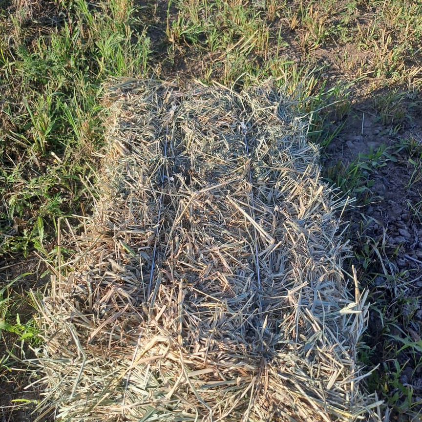 Сено в тюках луговое суданка