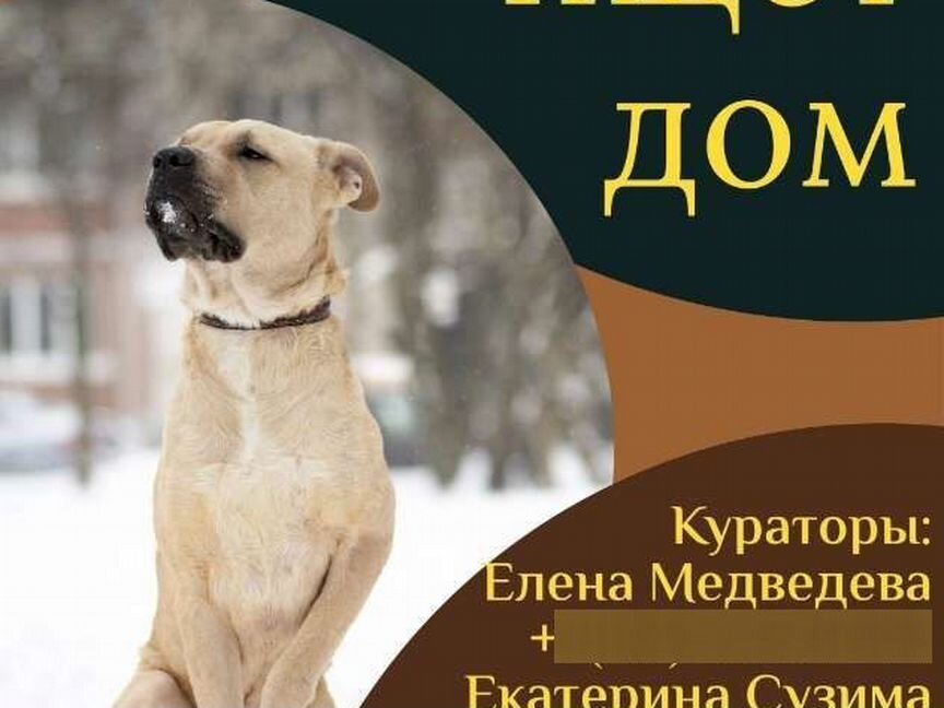Портос ищет дом