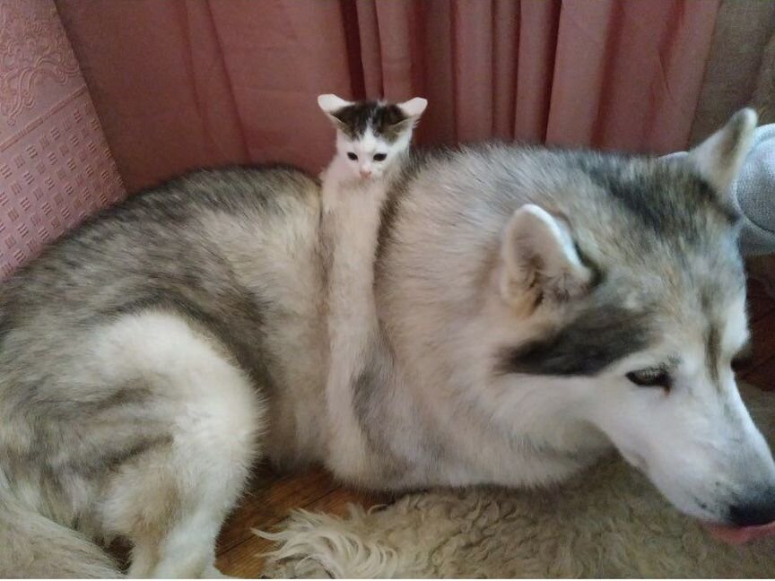 Лайка нашла сумку с котятами, здоровы