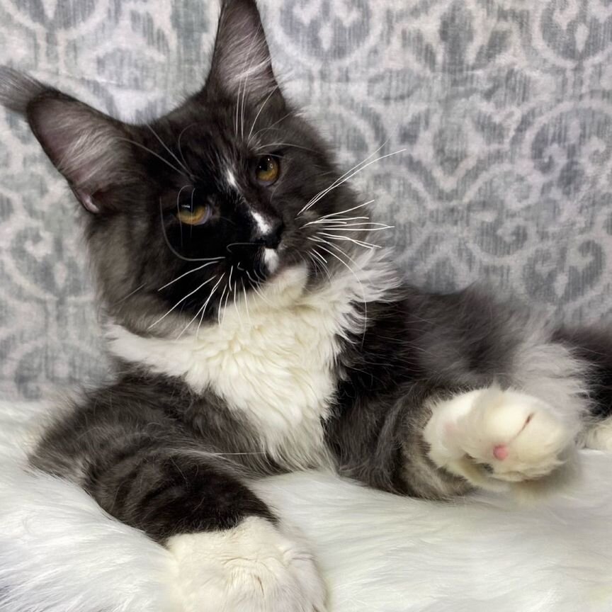 Мейн-кун котёнок