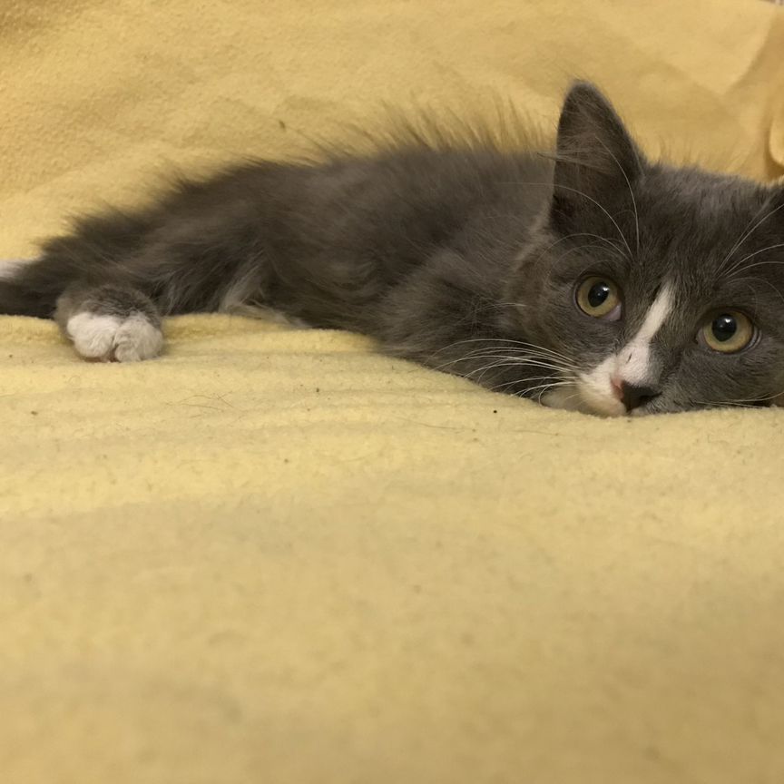 Фенечка ждет хозяина