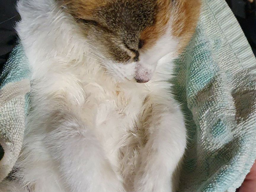 Кошечка в добрые руки