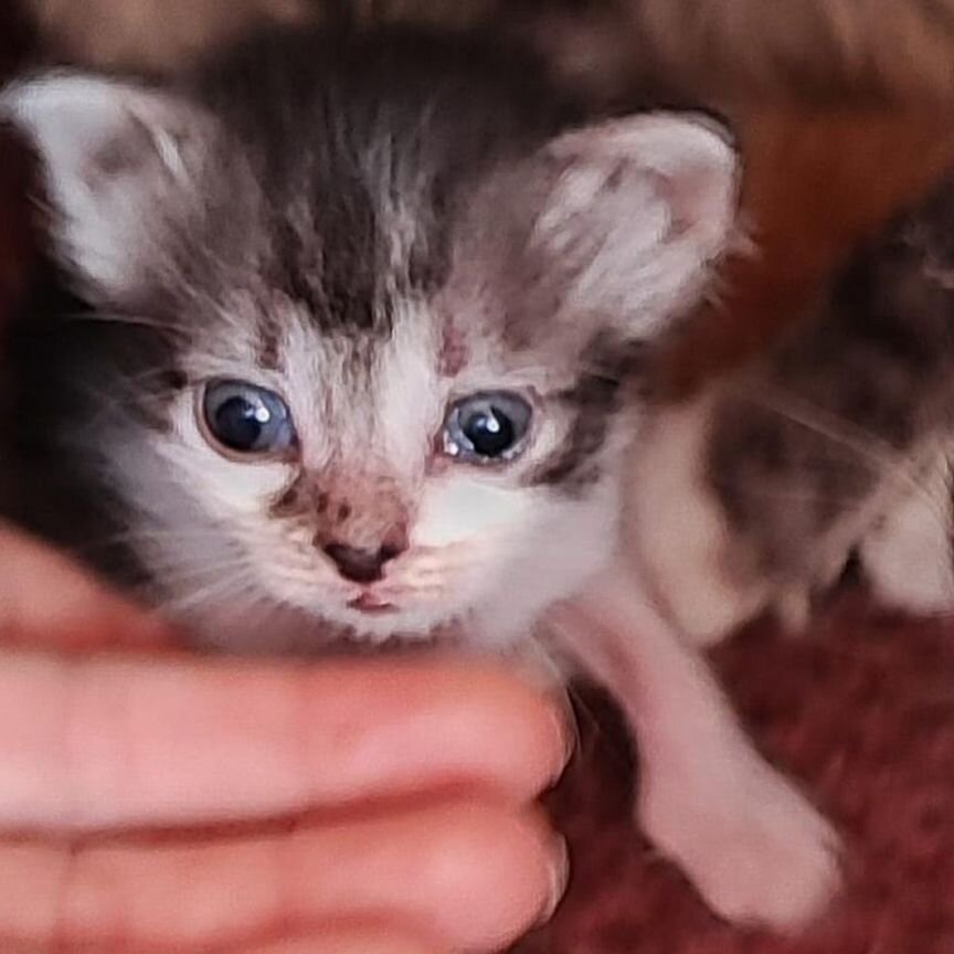 Котята, подарим в добрые руки