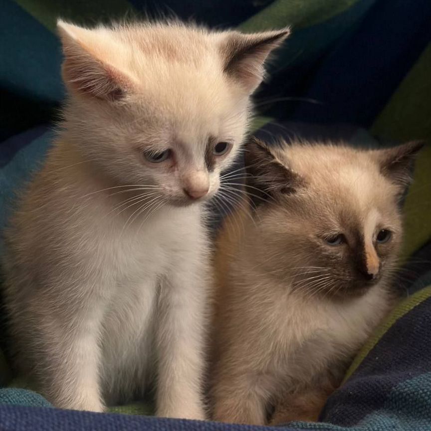 Котята в добрые руки бесплатно