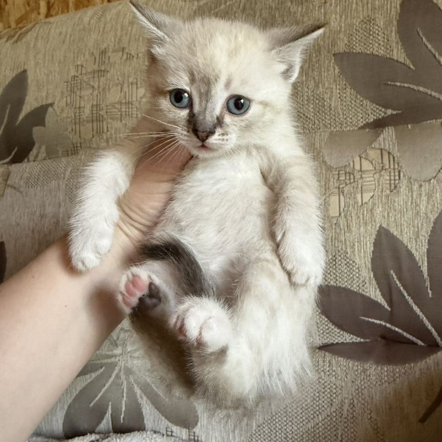 Котёнок в добрые руки