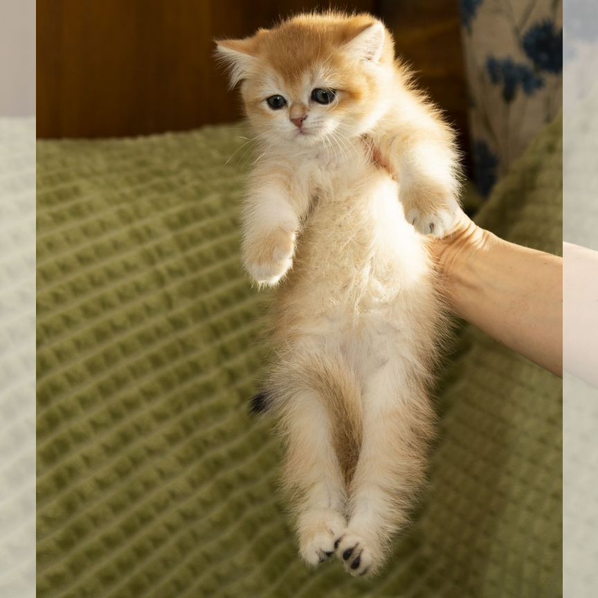 Британский короткошёрстный котёнок