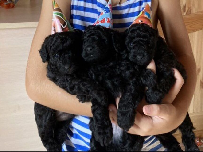 Пудель (той) девочка