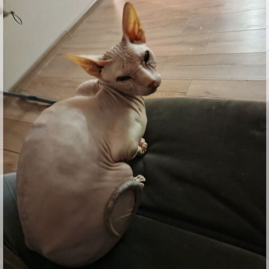 Канадский сфинкс котёнок