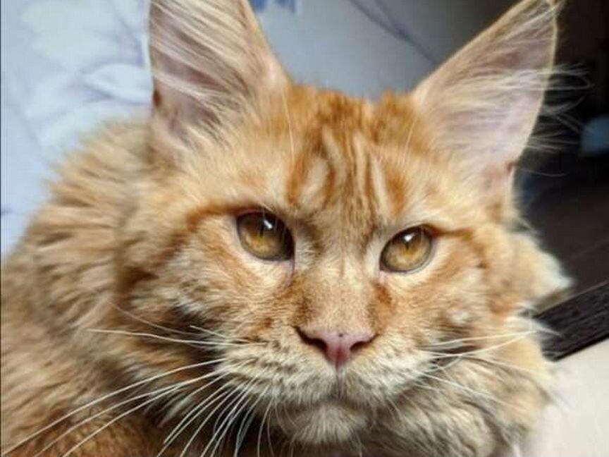 Кот мейн-кун вязка