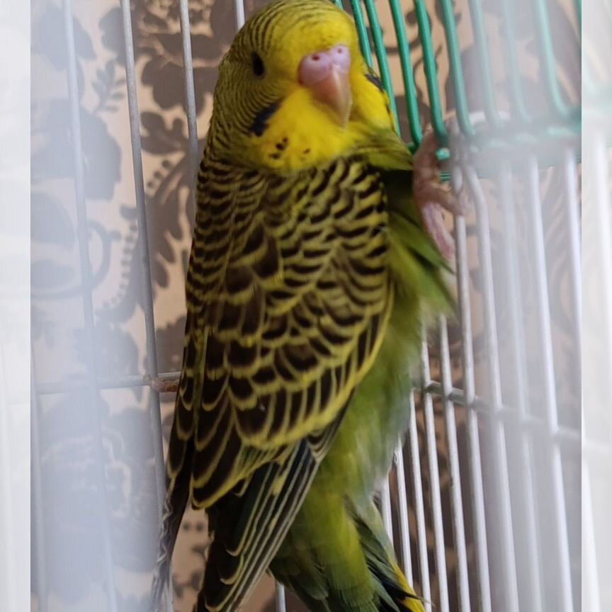 Волнистый попугай