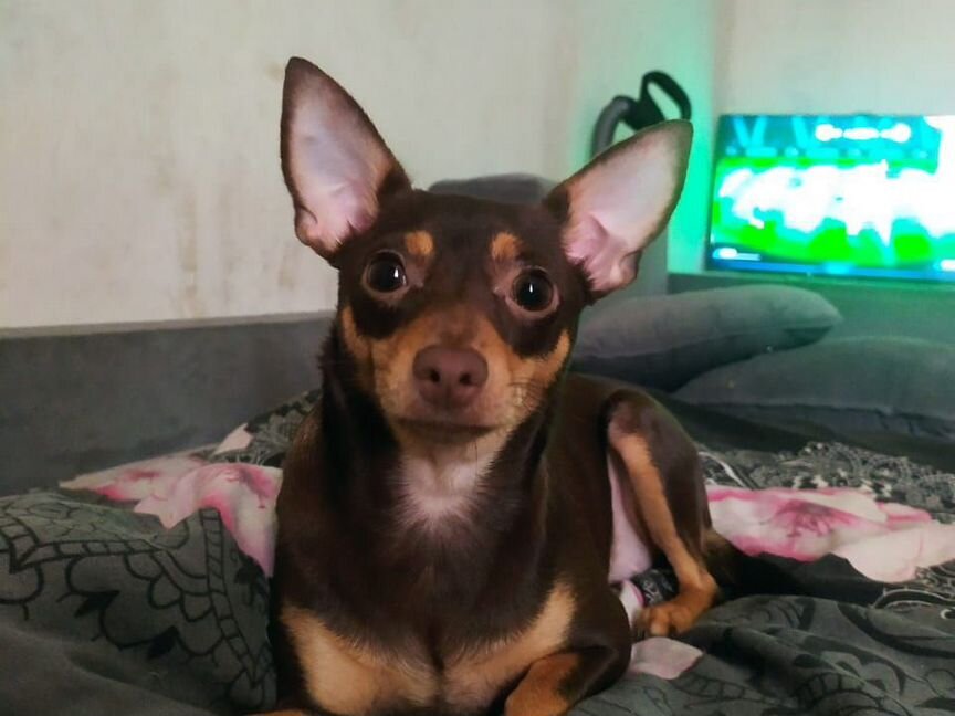 Русский той-терьер вязка