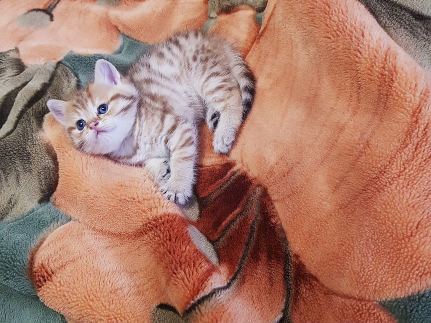 Шотландский котик