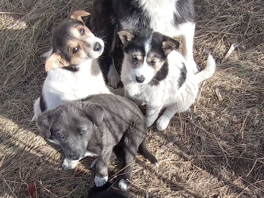 Щенки симпатичные, веселые, здоровые
