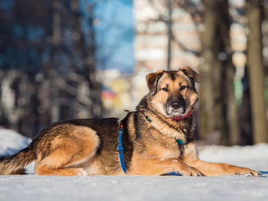 Собака в добрые руки