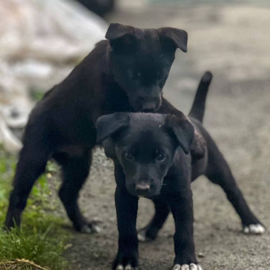 Собака в добрые руки отдам бесплатно щенки