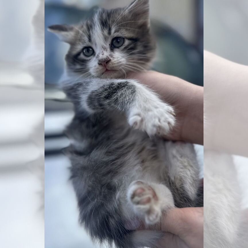 Котёнок в добрые руки