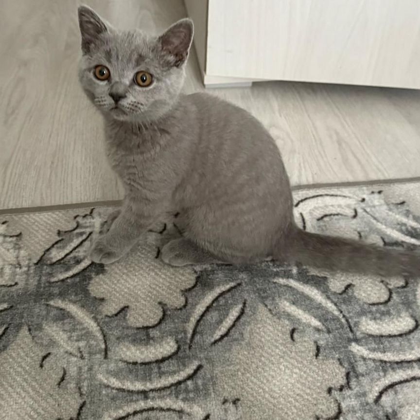 Домашние животные котята породистые