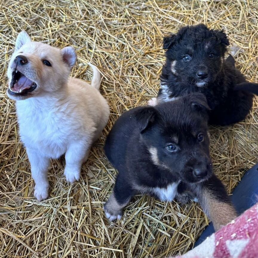 Щенок в добрые руки