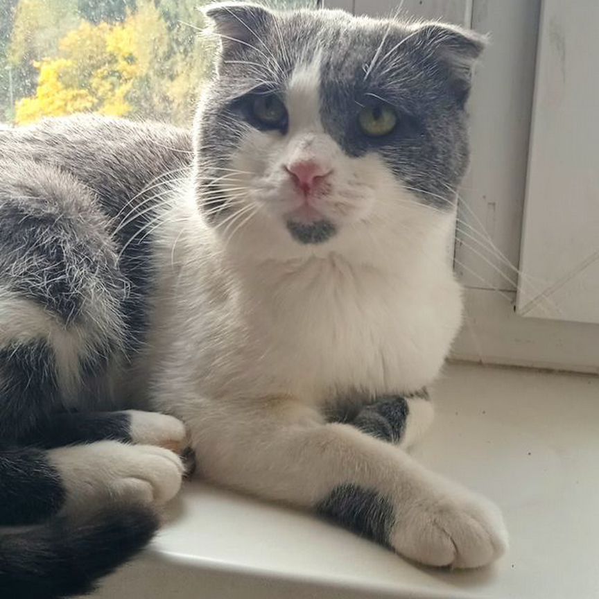 Милый и ласковый Батоша ищет дом