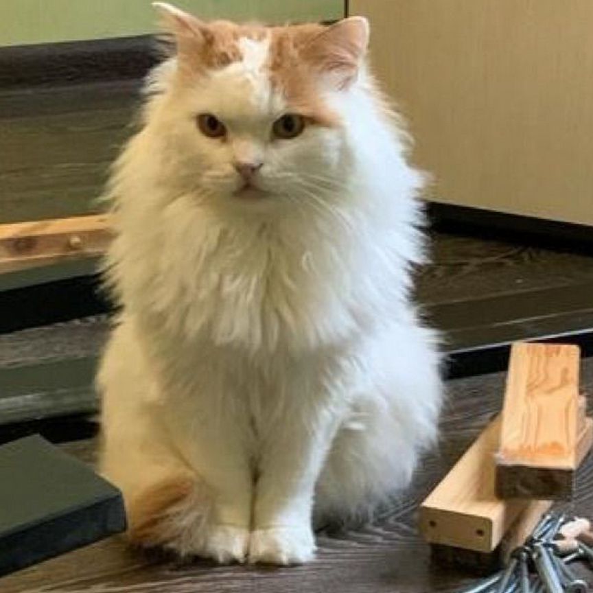 Взрослый кот в добрые руки