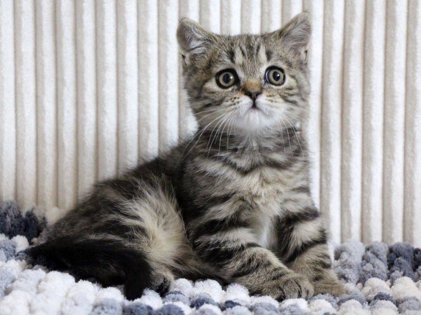Шотландский мраморный котенок