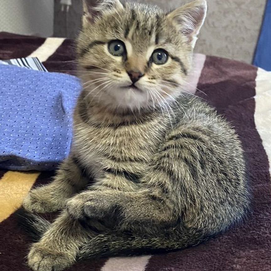 Шотландская прямоухая