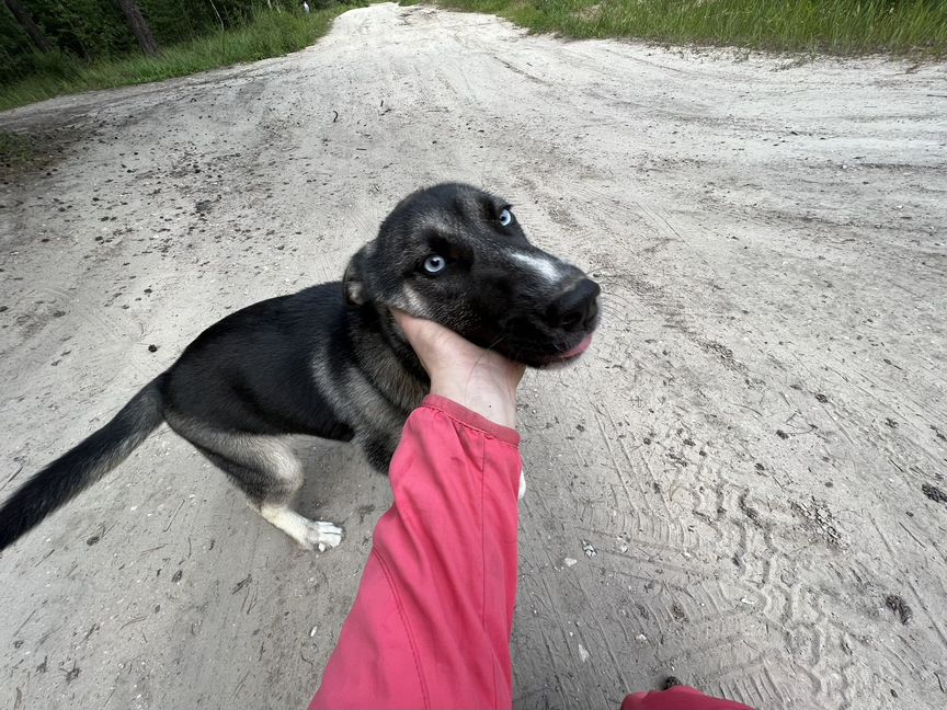 Собака 8 месяцев, помесь Хаски