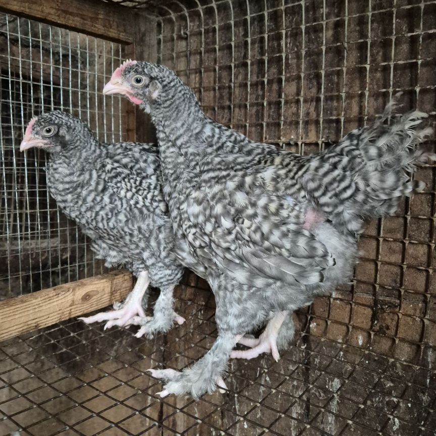 Петух кучинский, брама