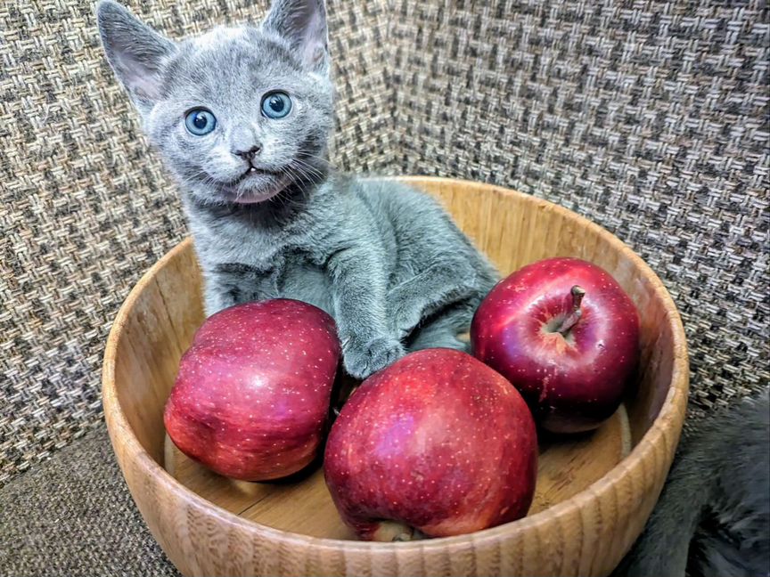 Котята русская голубая