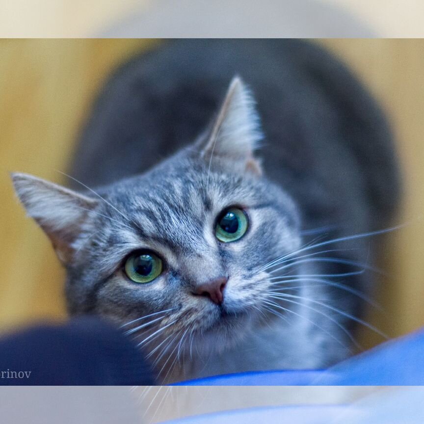 Отдаю котов в добрые и надежные руки