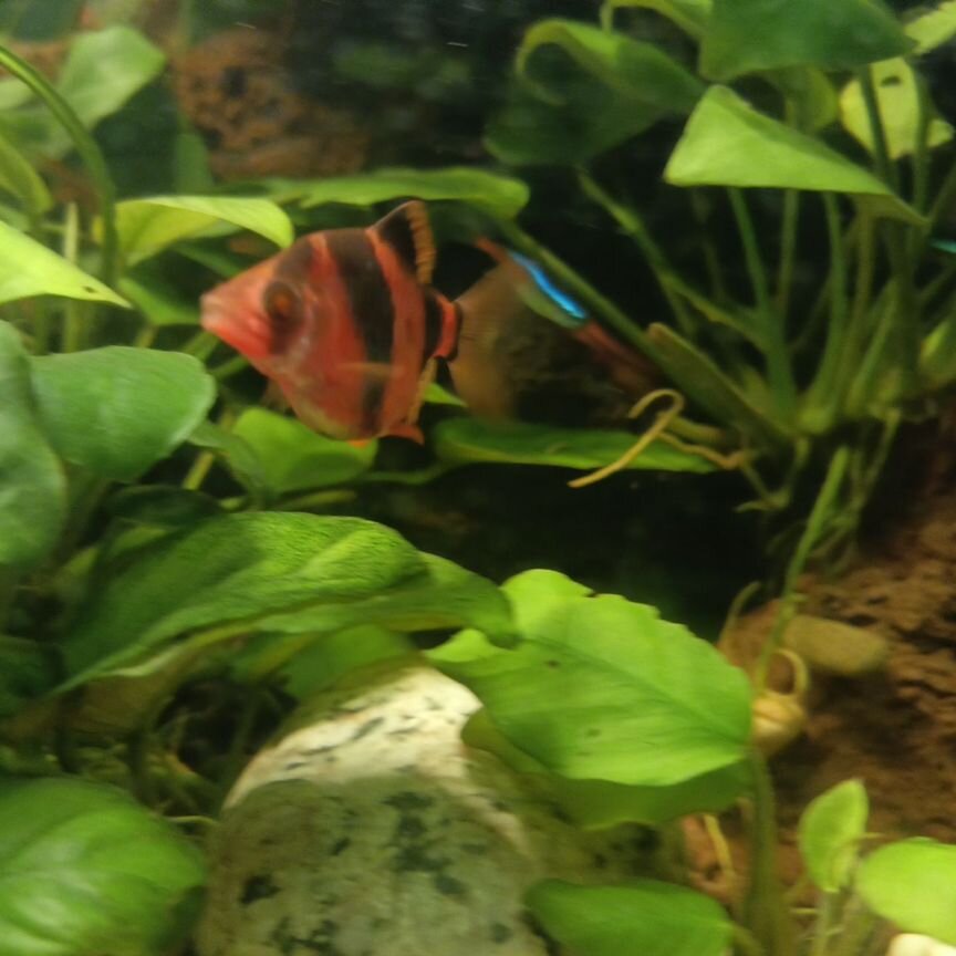 Барбус гло красный