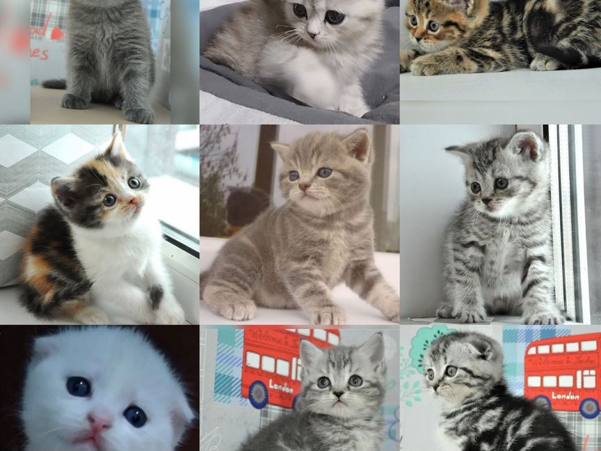 Шотландские котята из питомника