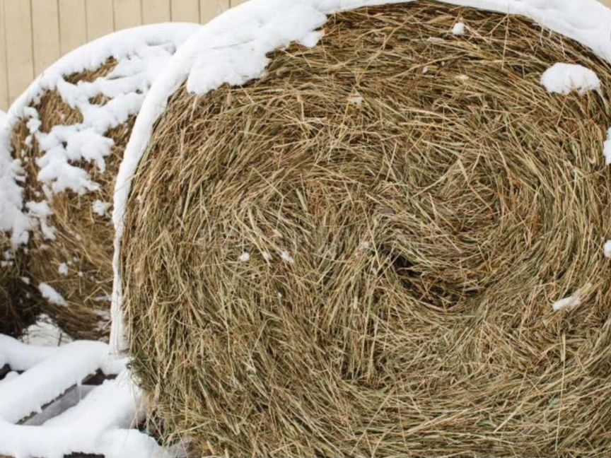 Продам сено в тюках 3ц с. Новоичинское, самовывоз