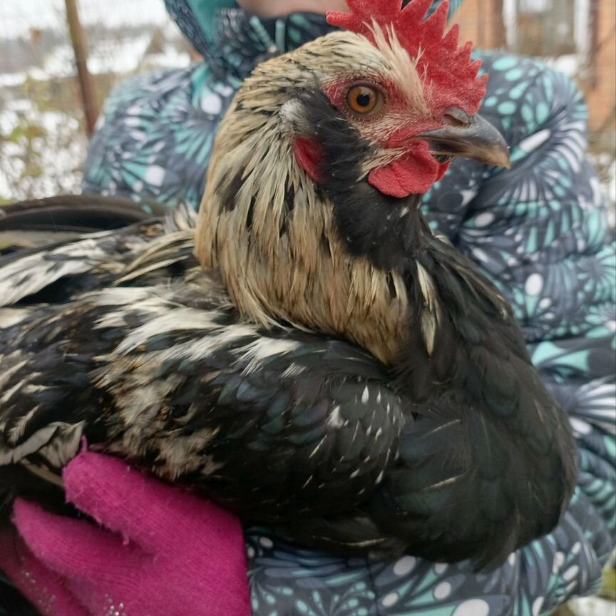 Петушки молодые