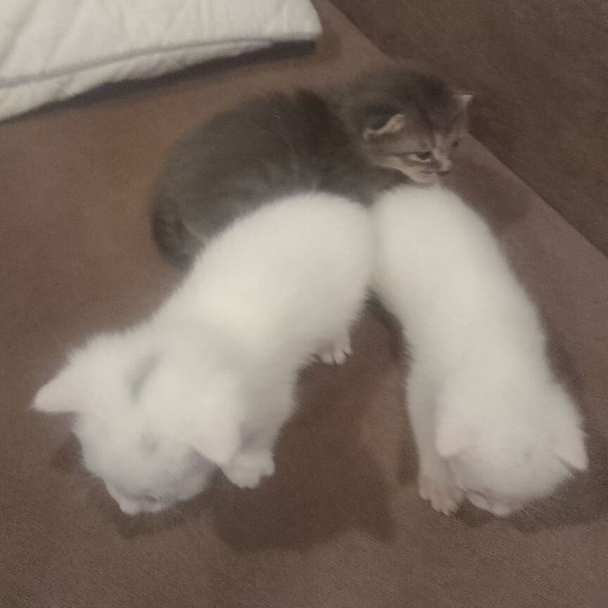 Отдаю катят 2 белых один серый