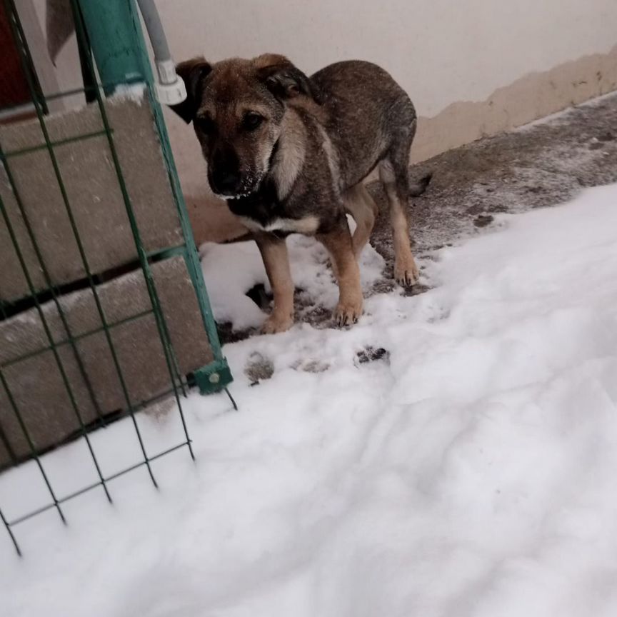 Щенок в добрые руки бесплатно