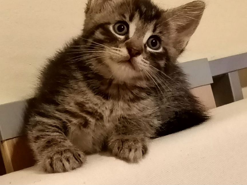 Котёнок, мальчик, в добрые ручки