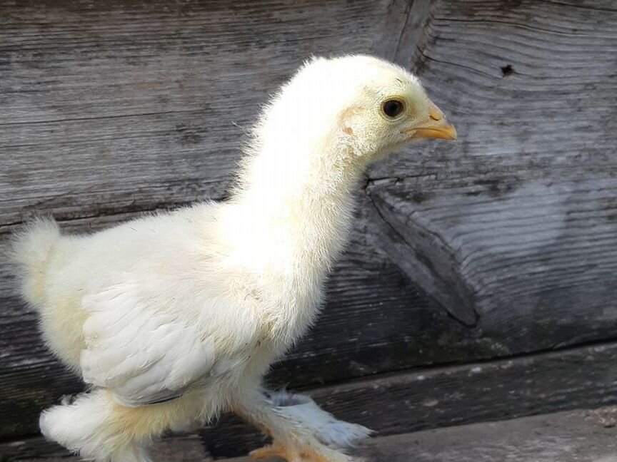 Цыплята брама. Возраст две недели