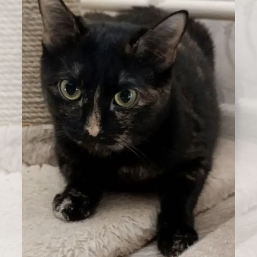 Взрослая, кошка в добрые руки