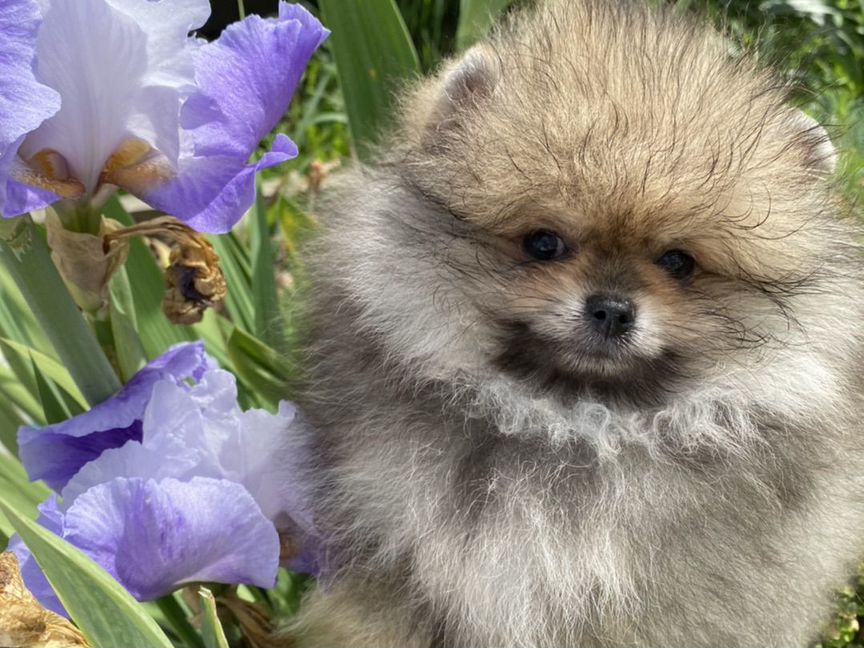 Померанский шпиц