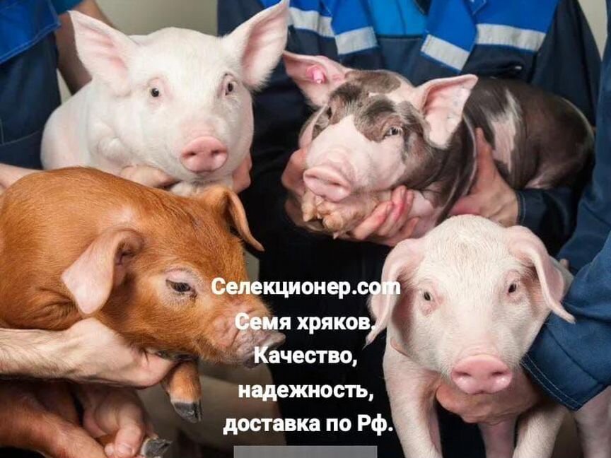Продажа семя хряка для лпх